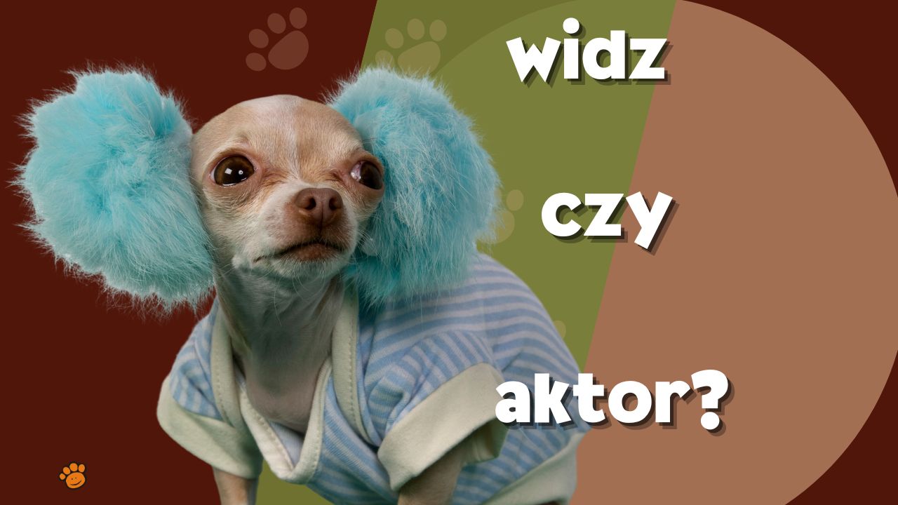 Widz, czy aktor? - Klub Przyjaciół Psów